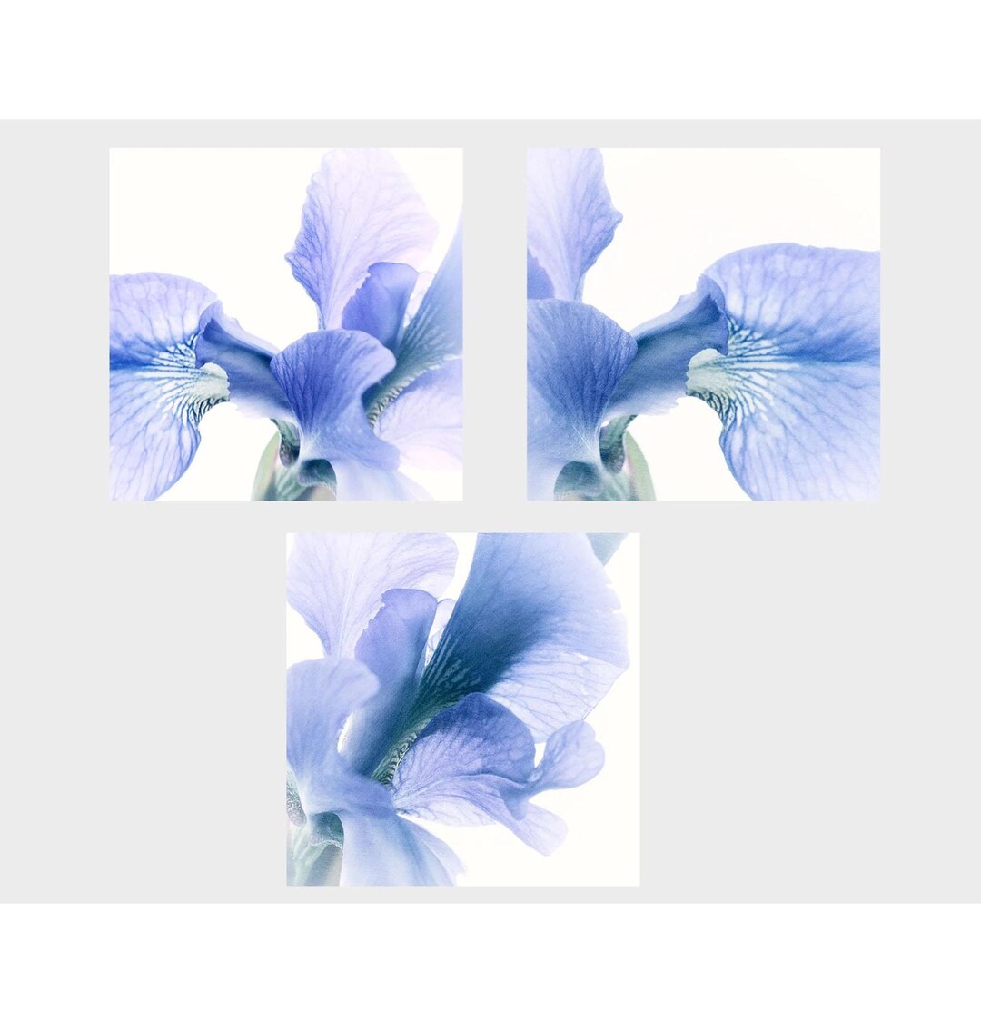 Blue Iris Photography Three Print Set: Abstract Floral Wall Art - Etsy