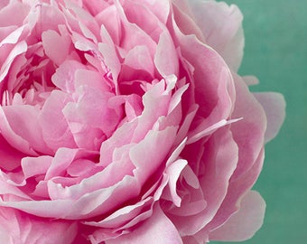 Peony Photography | Etsy