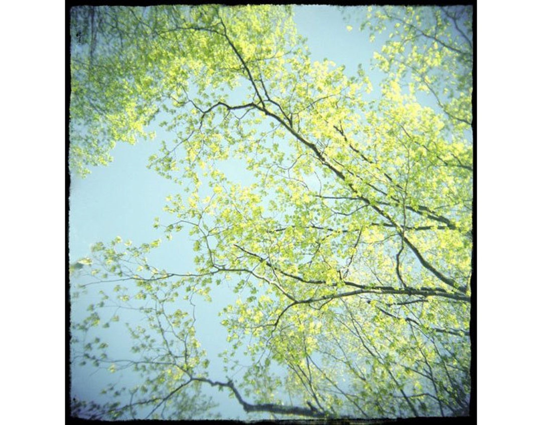 Tree Sky Photograph, Spring Landscape, Chartreuse Turquoise - Etsy