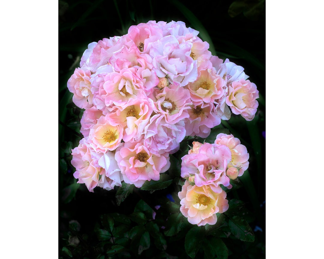 Lush Pink Rose Photograph Rich Dark Floral Print - Etsy