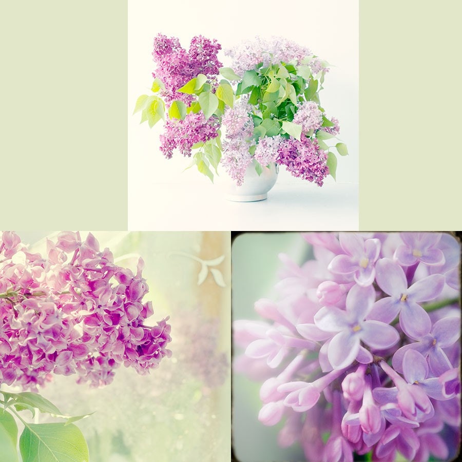 Lilac Art Print Set of 3 Flower Photographs Purple Wall Art - Etsy