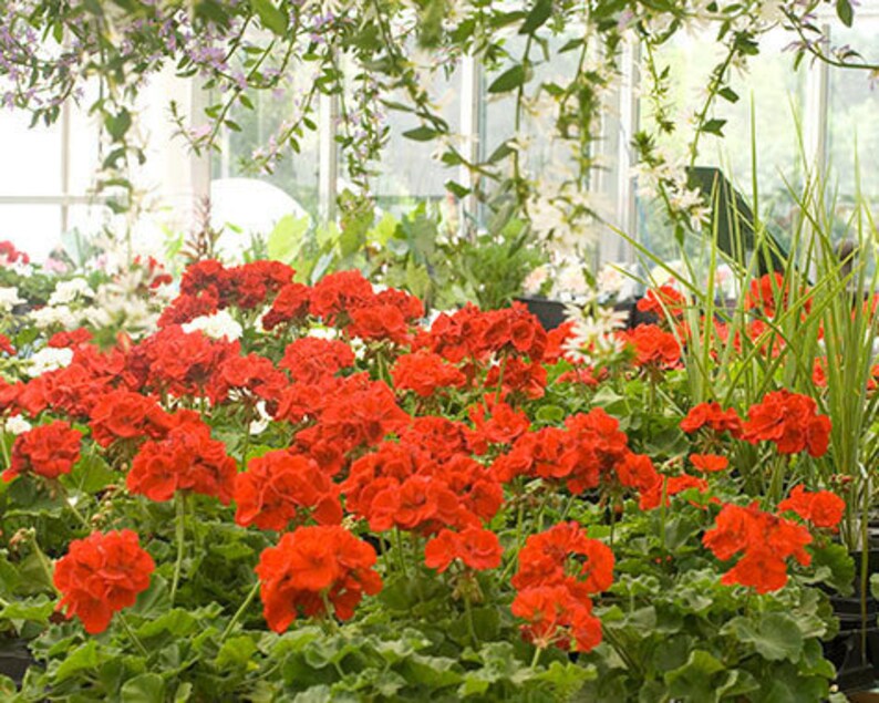 Red Geranium Print Bright Wall Art Flower Photograph - Etsy