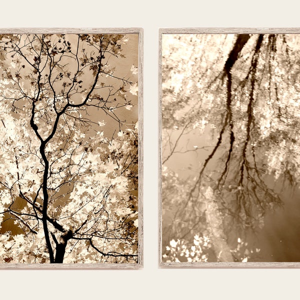 Tree Reflections - Etsy