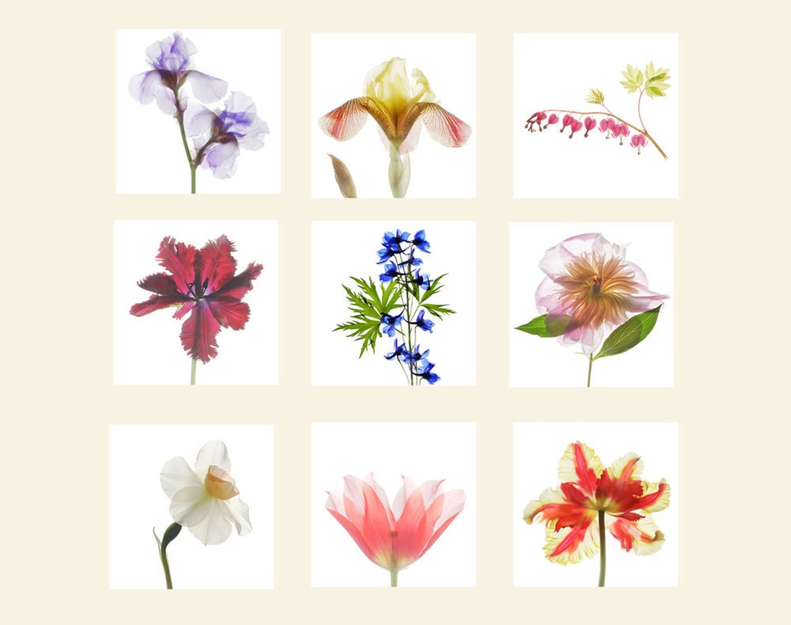 Scanner Art Prints Flowers Set of 9 Bright Wall Art Gallery - Etsy
