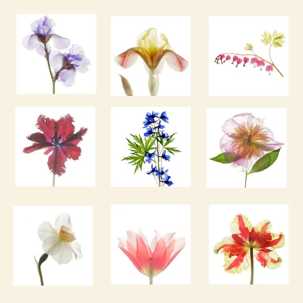 Scanned Flowers - Etsy