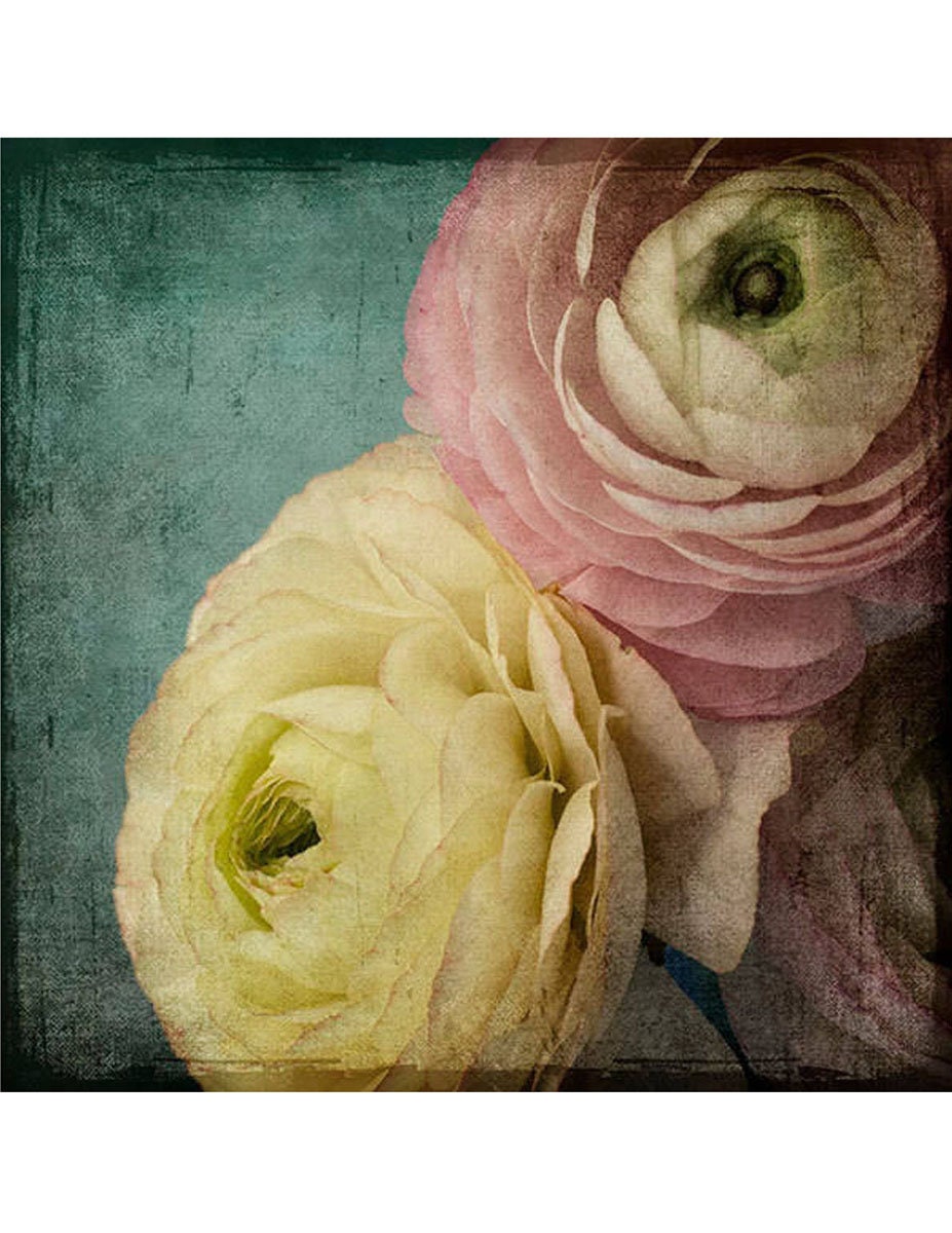 Ranunculus Floral Art Print Shabby Chic Decor Flower - Etsy