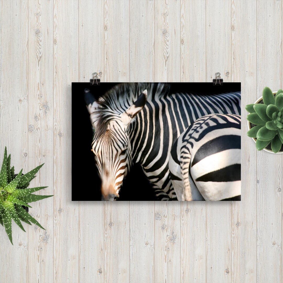 Zebra Poster, Digital Download, Zebra Wall Art, Animal Wall Art, Safari ...