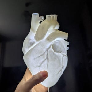 Unique 3D Printed Heart Lamp - Anatomical Art Sculpture - Etsy
