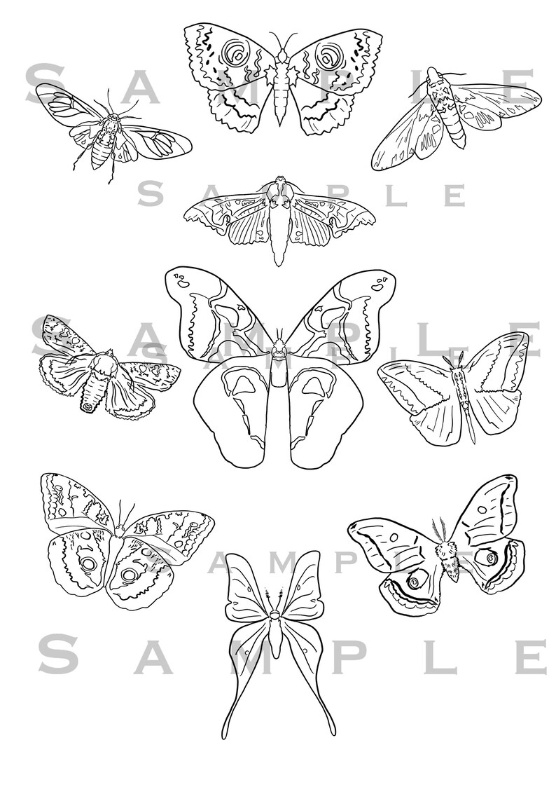 Moth Coloring Sheet ~ Moth Illustration ~ Wall Art ~ Printable Adult ...