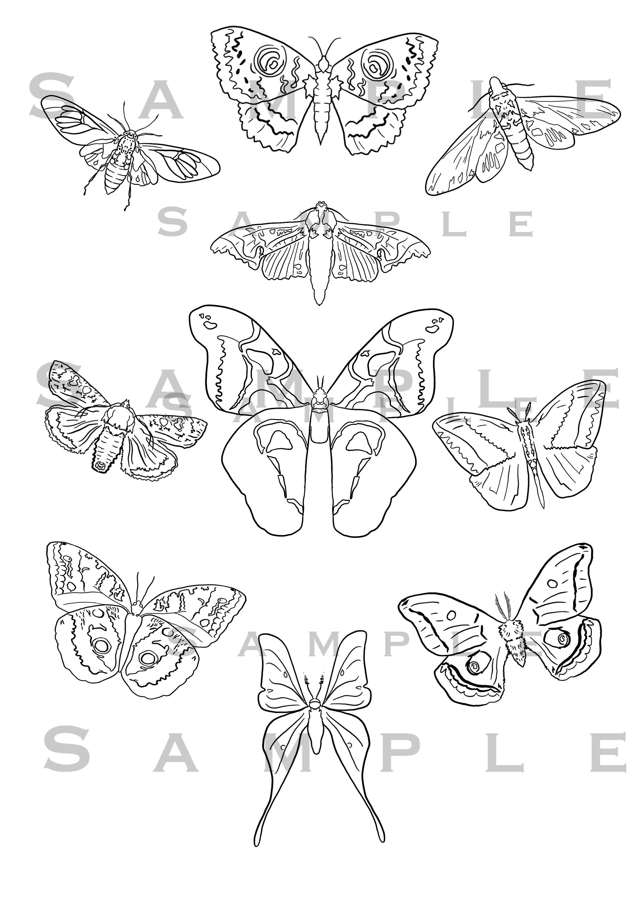 Moth Coloring Sheet ~ Moth Illustration ~ Wall Art ~ Printable Adult ...
