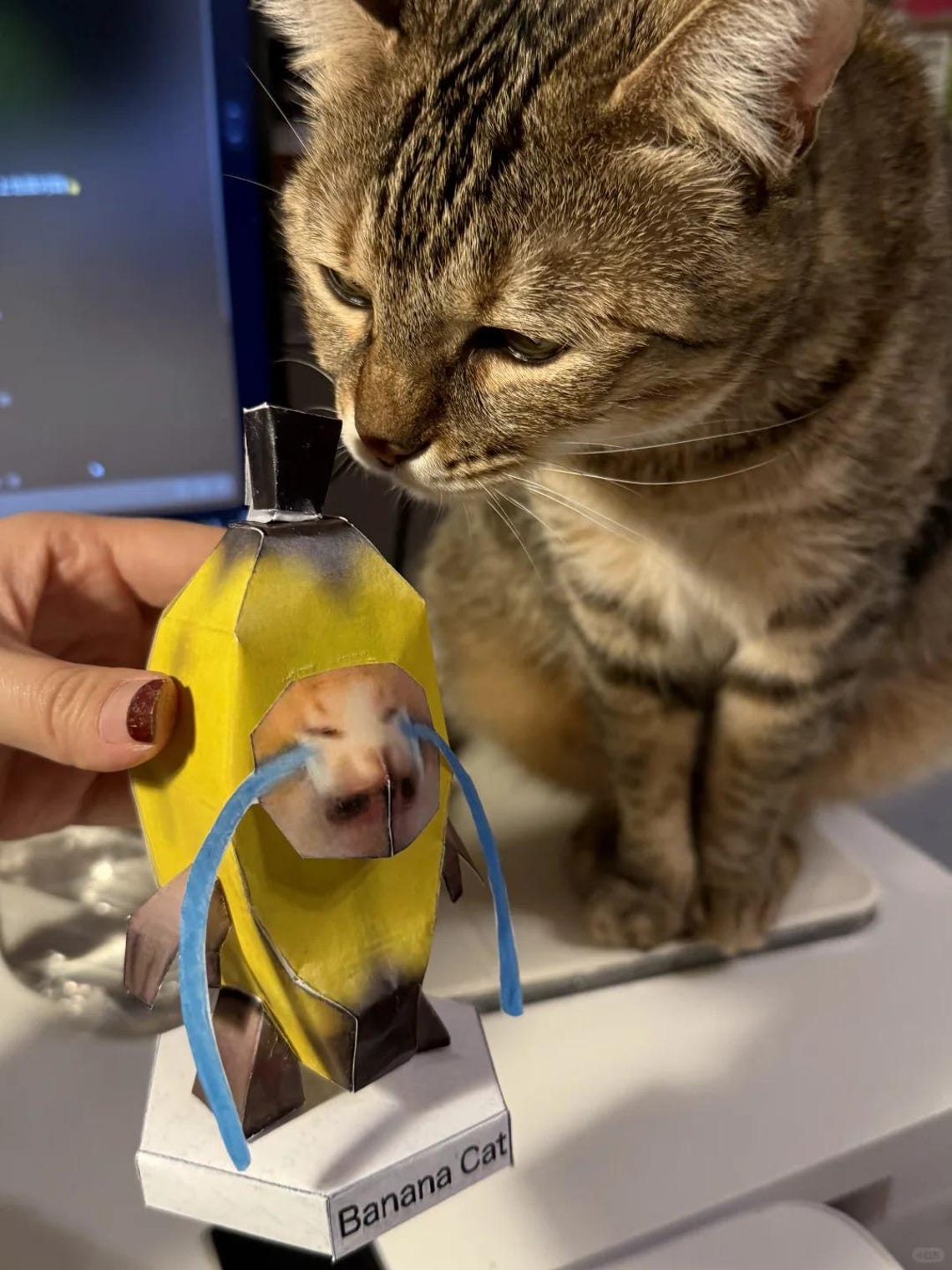 12 Meme Cat Paper Craft PDF Template, Maxwell Cat, Happy Cat, Banana ...