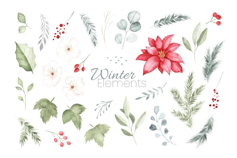 Winter Floral Botanical Clipart Set - Poinsettia Flower PNG, Digital ...