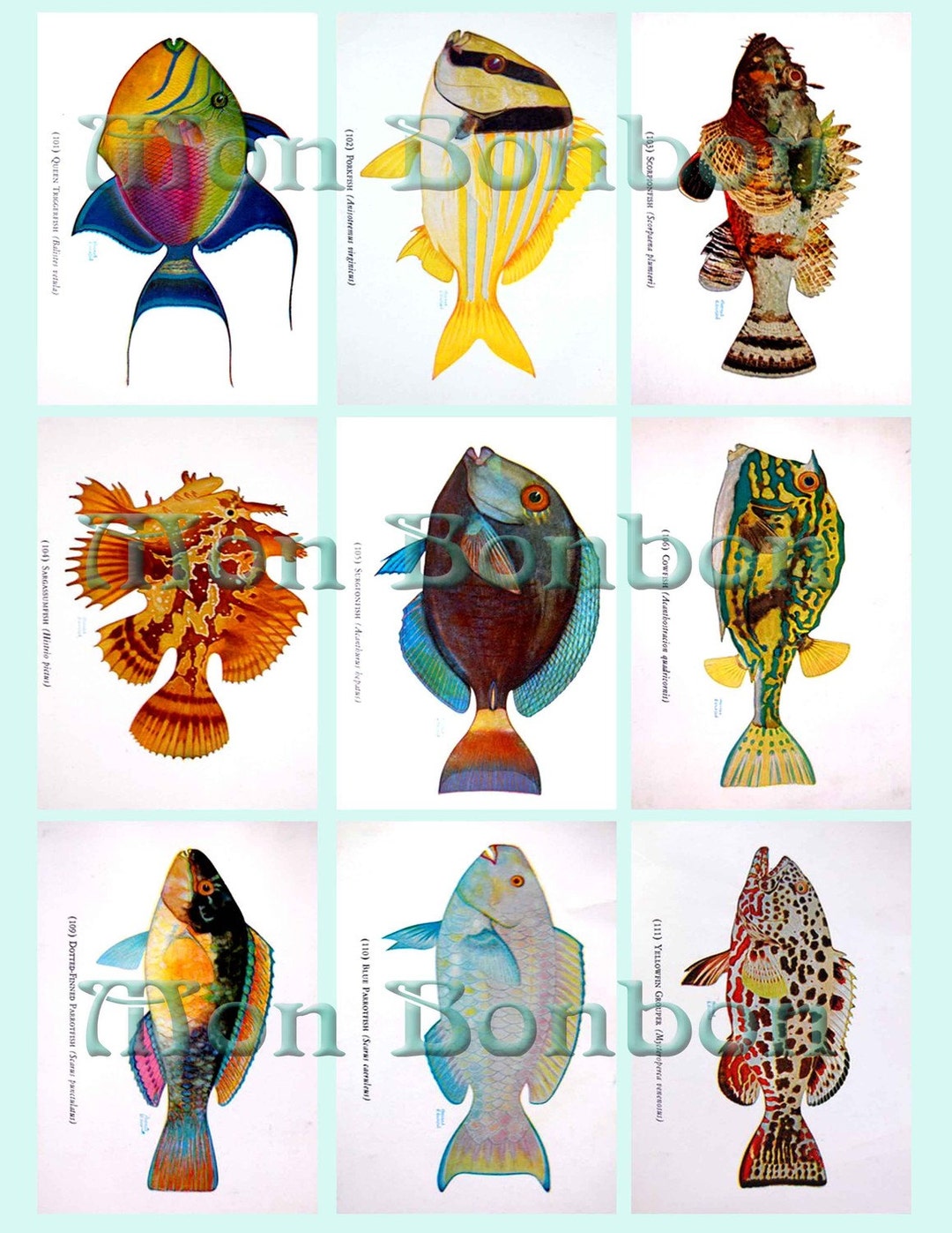 Digital Collage Sheet of Tropical Fish Images - INSTANT DOWNLOAD - Etsy