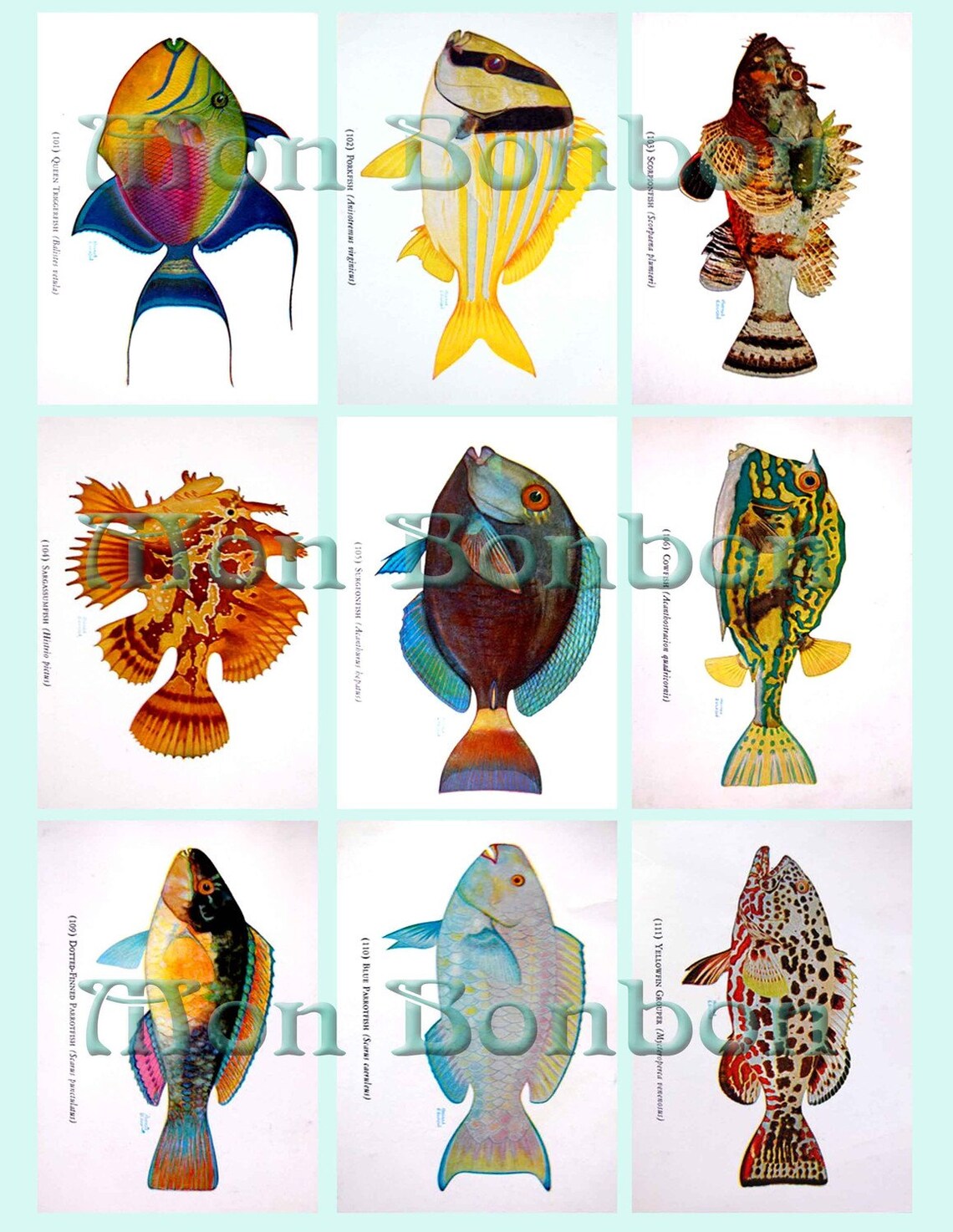 Digital Collage Sheet of Tropical Fish Images INSTANT - Etsy