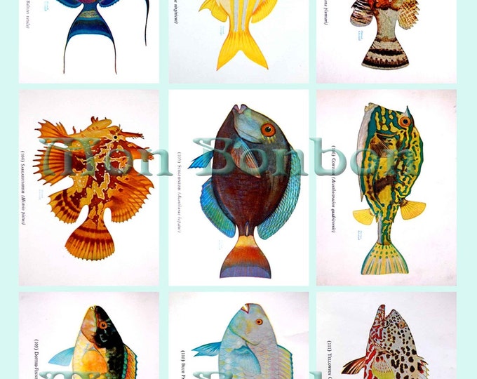 Digital Collage Sheet of Tropical Fish Images INSTANT - Etsy