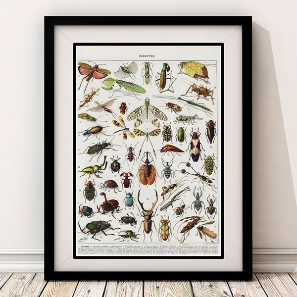 Insect Chart - Etsy