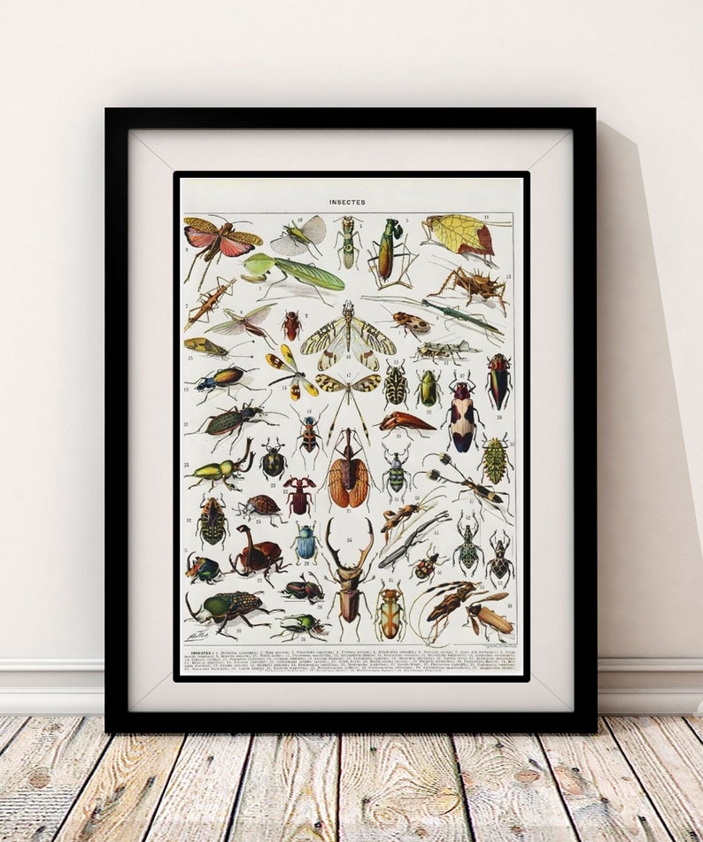 Vintage Insect Chart Poster Print Bird Watching Diagram Art Home Decor ...