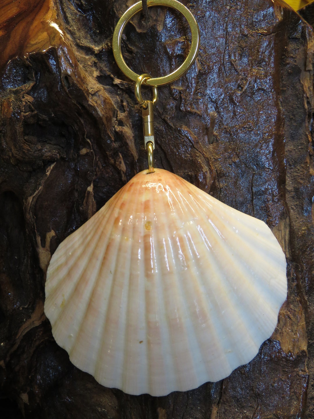 SEASHELL Keyring Sea Beachcomber Shell Collect Key Chain Irish 2590 - Etsy