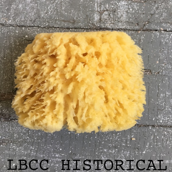 Large Sea Sponges - Etsy