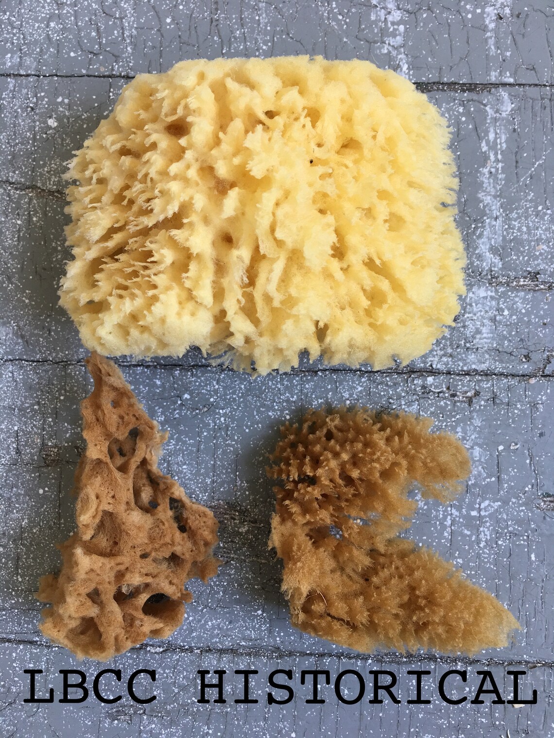 Medium All Natural Historical Sponges Sea Sponges Natural Sponges ...