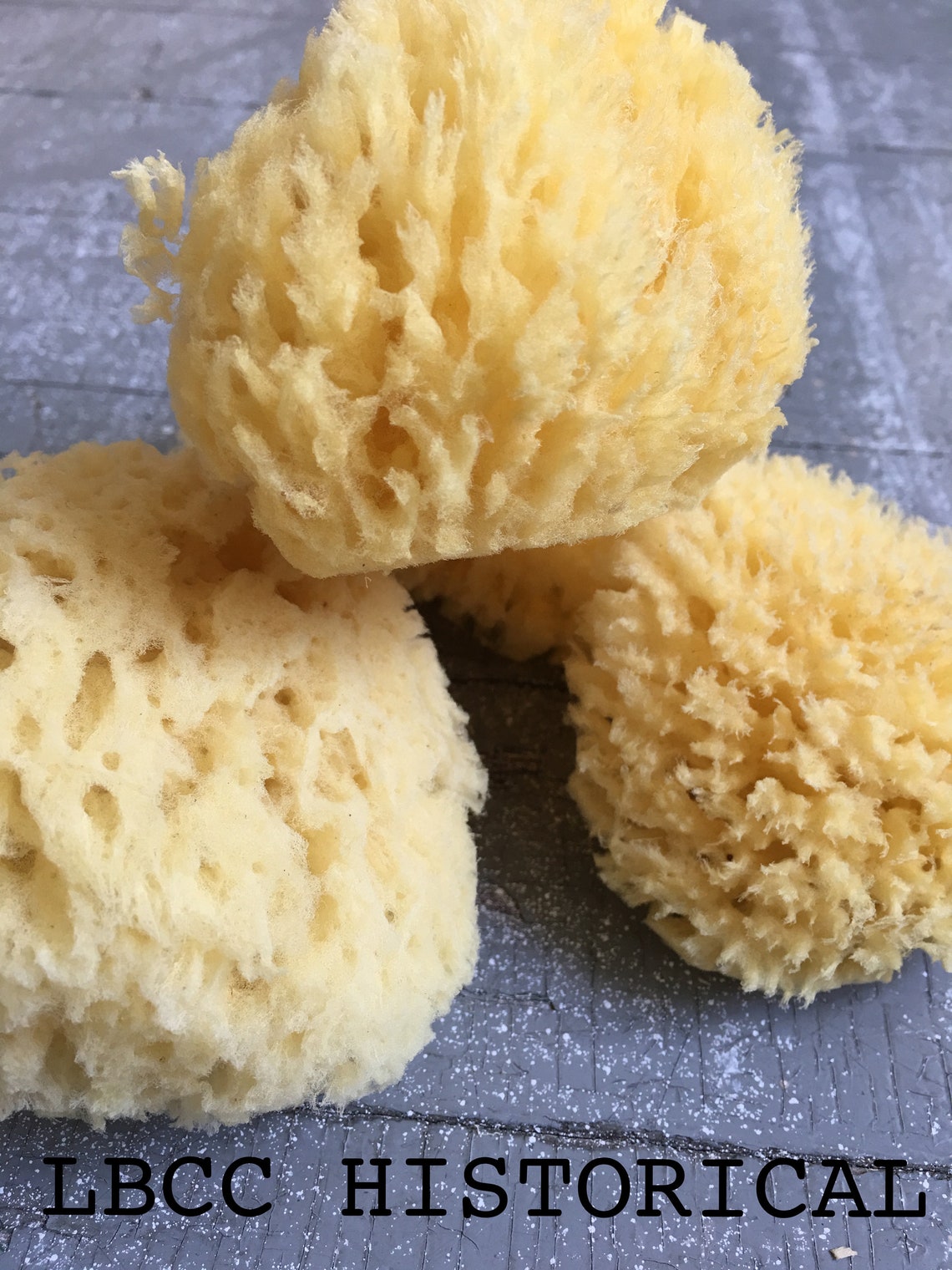 Medium All Natural Historical Sponges Sea Sponges Natural Sponges ...