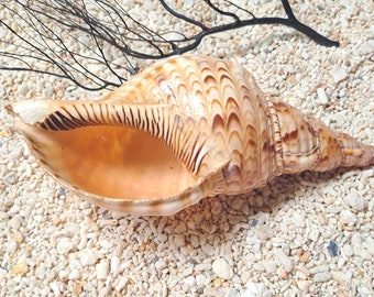 Marine Sea Decor 19-42cm Trumpet Triton Giant Conch Natural Craft ...