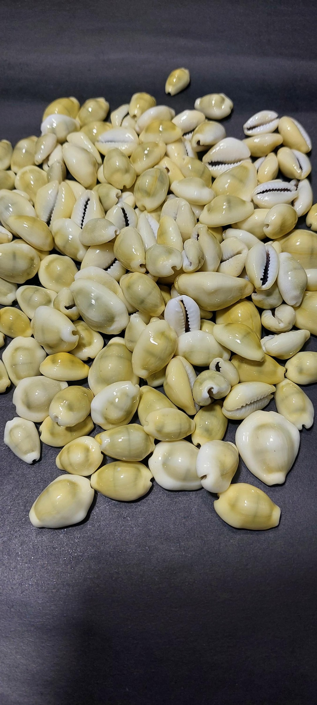 Beautiful Natural Yellow Cowrie Shell Whole Cowrie Shell - Etsy