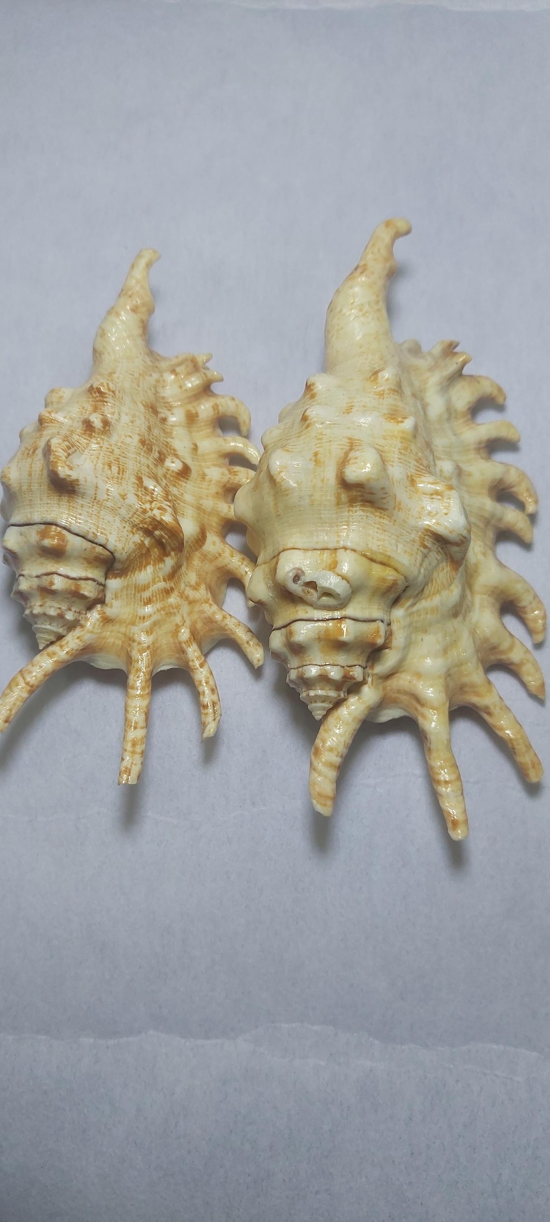 2 Spider Conch Seashell for Decor,craft Anf Art - Etsy