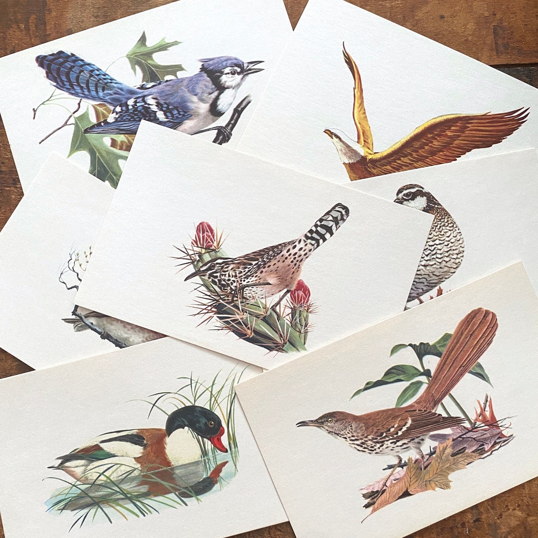 Vintage Bird Card - Choose Design - 60s Flash Card, Scrapbooking, Junk ...