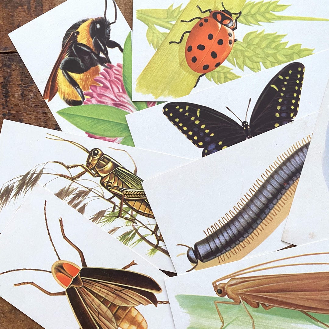 Vintage Insects Flash Cards - Random Set of 6 - Scrapbooking, Junk ...