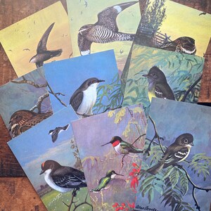 Vintage Bird Cards Set of 5 National Audubon Society - Etsy
