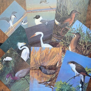Vintage Bird Cards Set of 5 National Audubon Society - Etsy