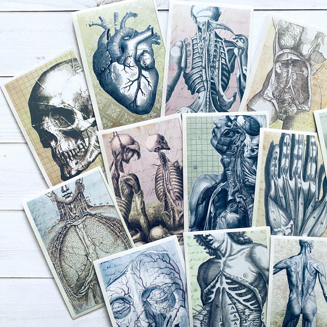 Anatomy Stickers - Set of 12 - Medical Skeleton, Junk Journal Paper ...