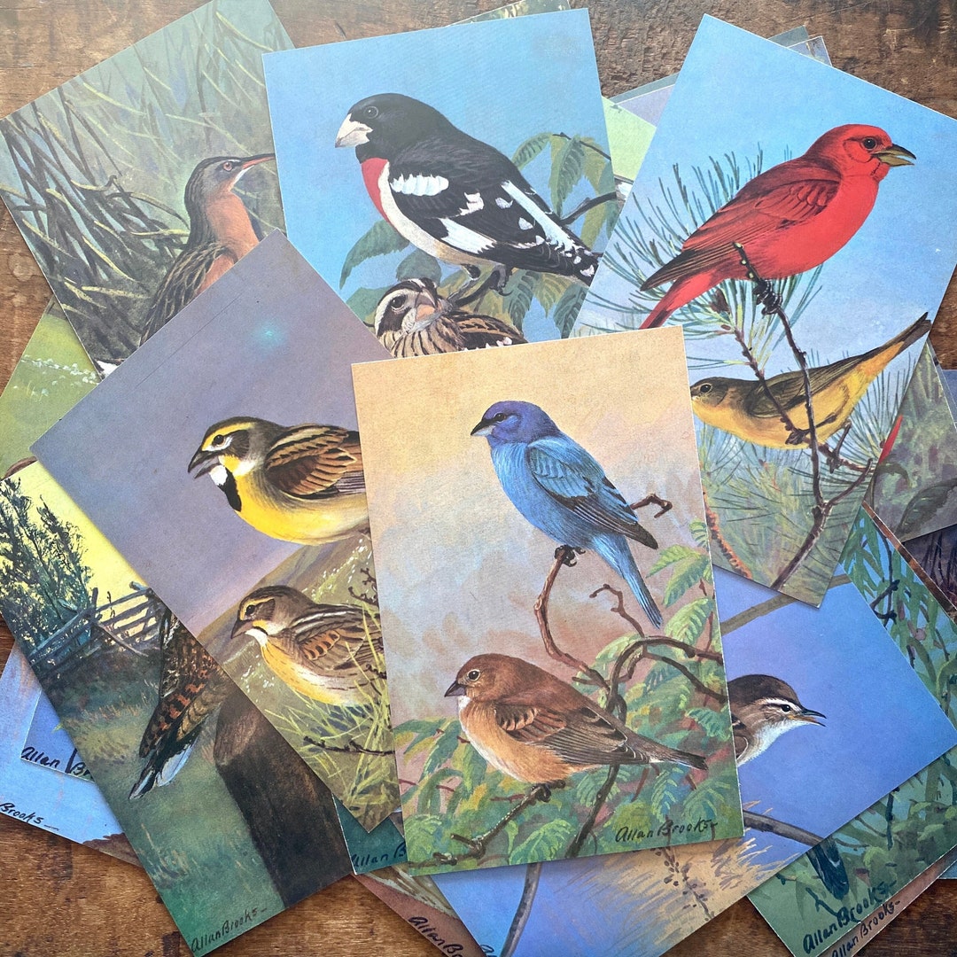 Vintage Bird Cards Set of 5 National Audubon Society - Etsy