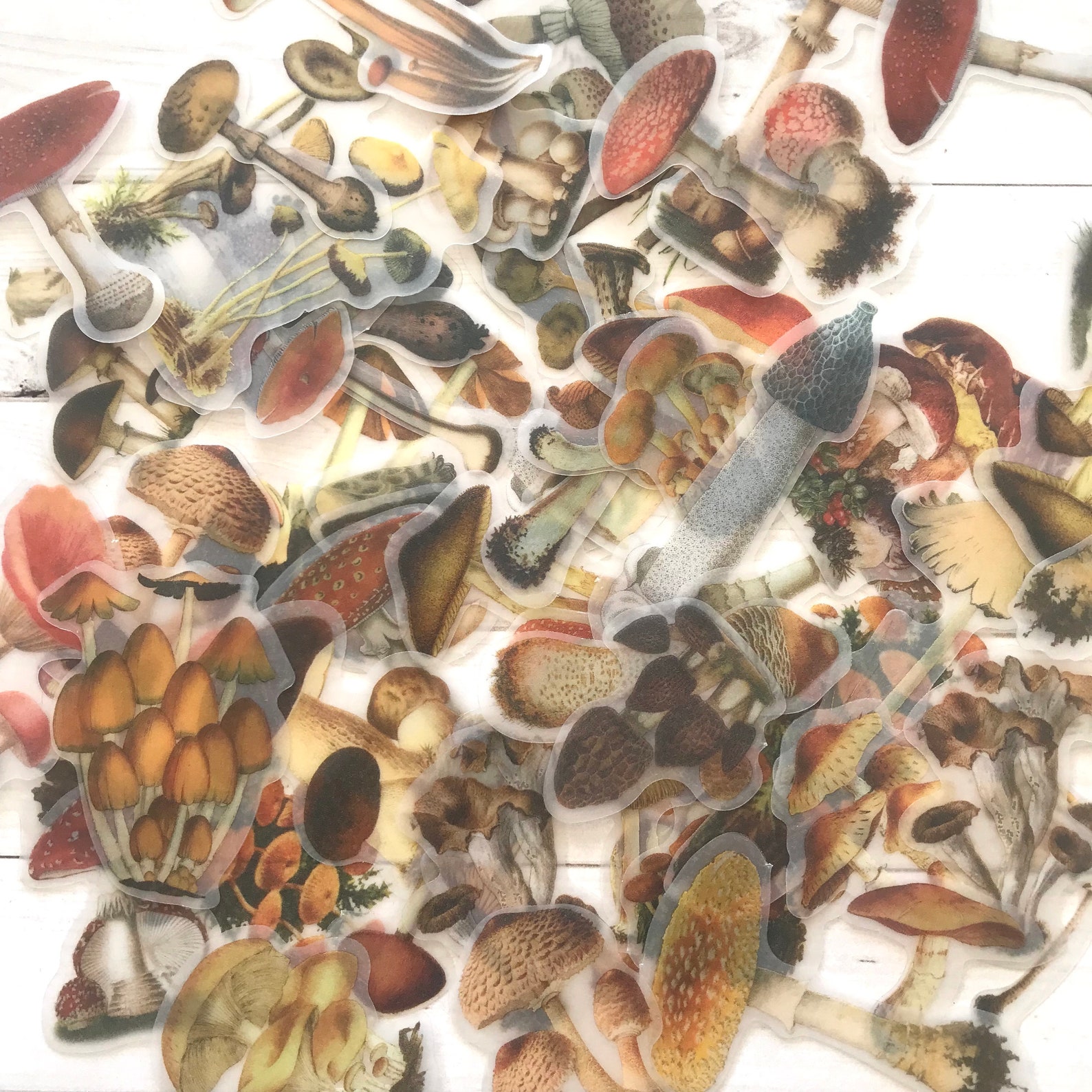 Mushroom Stickers Set of 30 Nature Stickers Junk Journal - Etsy