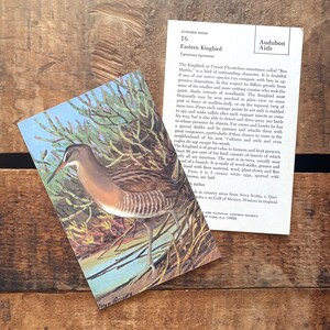 Vintage Bird Cards Set of 5 National Audubon Society - Etsy