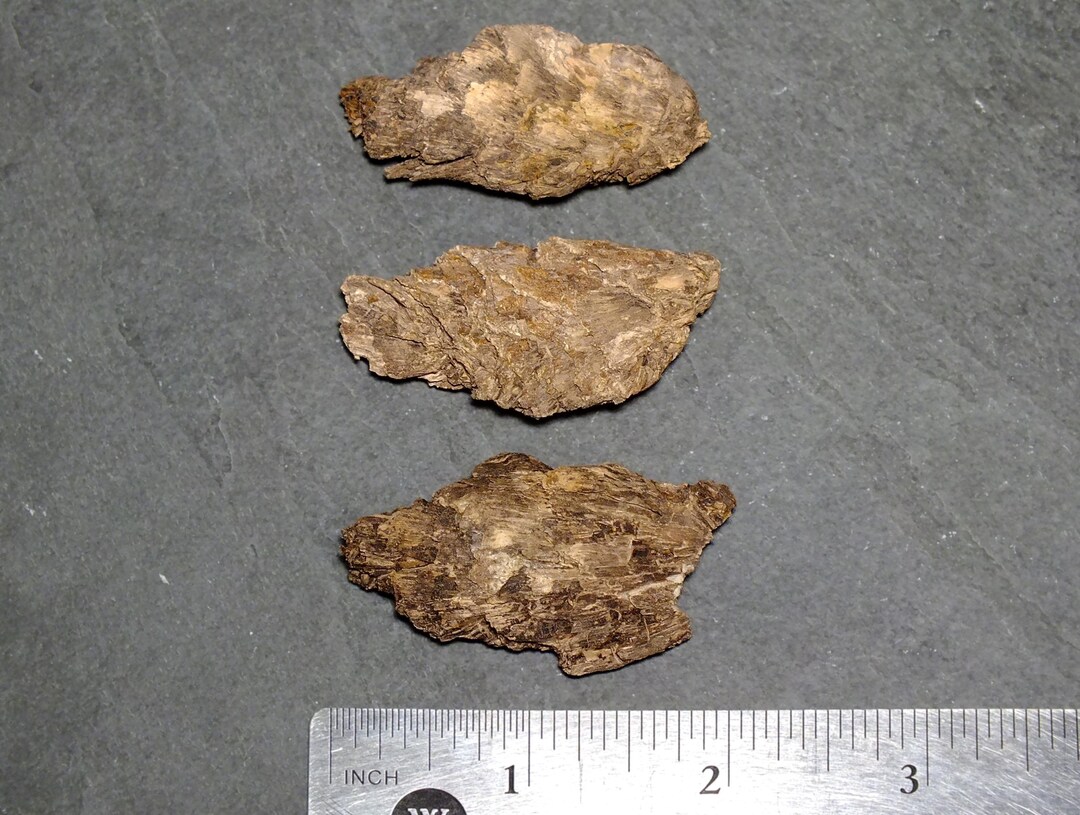 Ancient Spruce Conifer Cones Set of 3 Virgin Valley Nevada Fossils ...