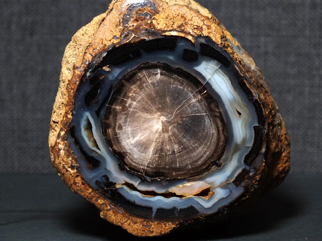 5.6 Lb Blue Forest Agatized Petrified Log, Unique Blue Botryoidal Agate ...