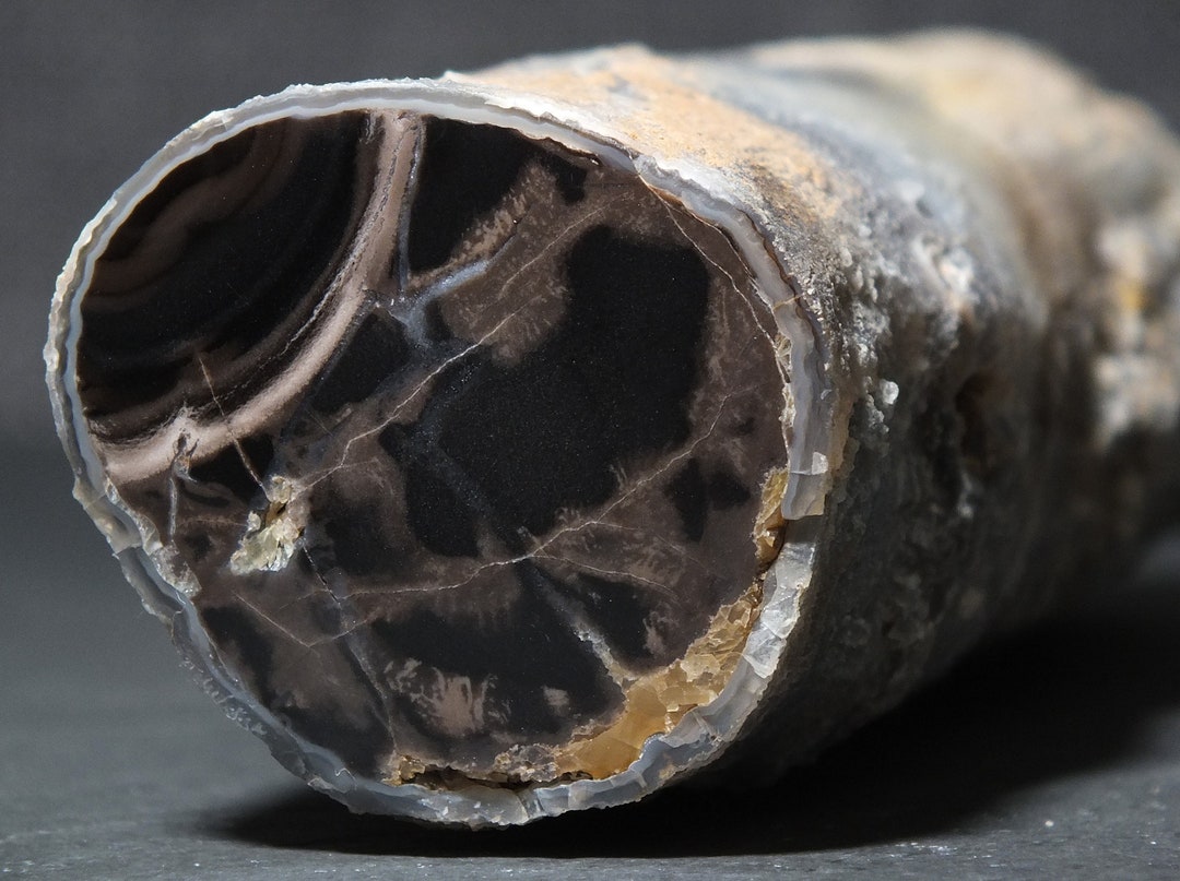 6 Long Polished Eden Valley Agatized Petrified Wood Sweetwater County ...