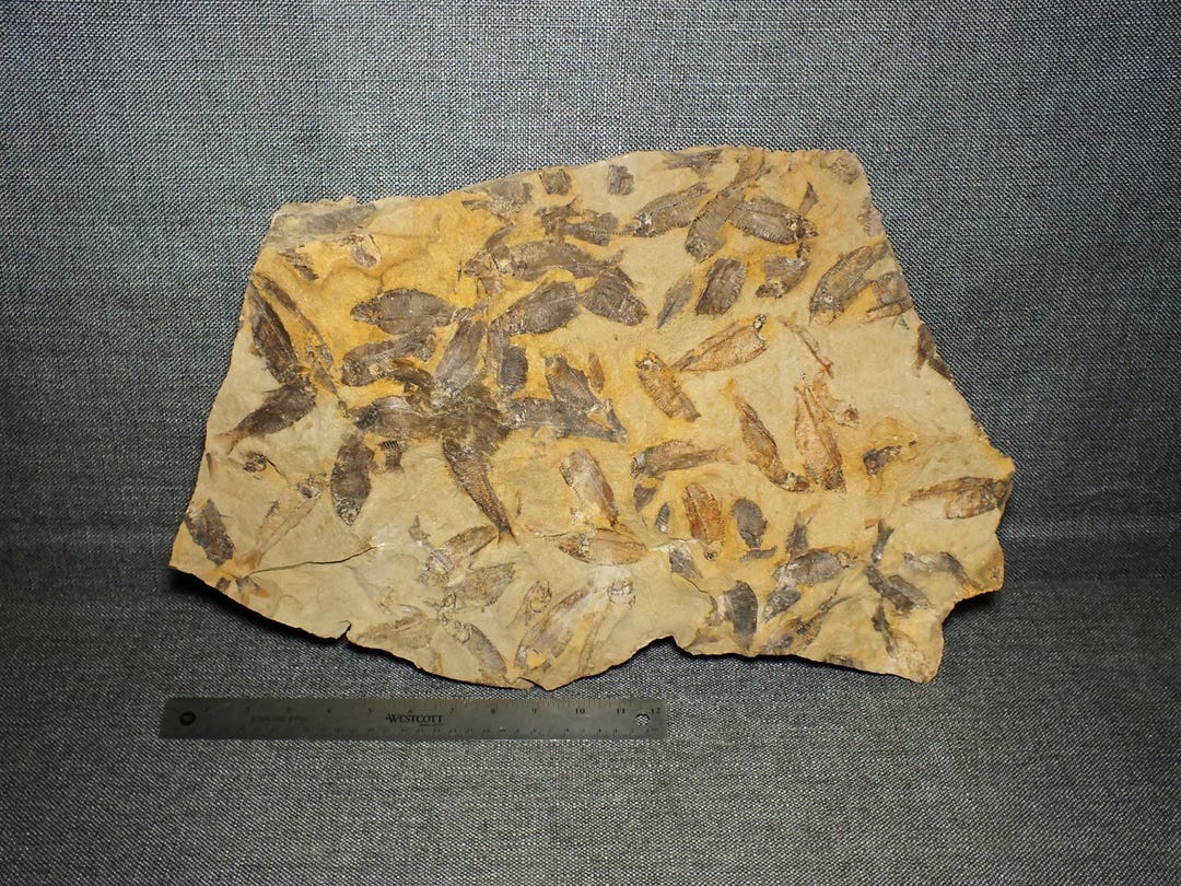 14 Lb Rare Fossil Knightia Fish Mass Mortality Plate Green River ...