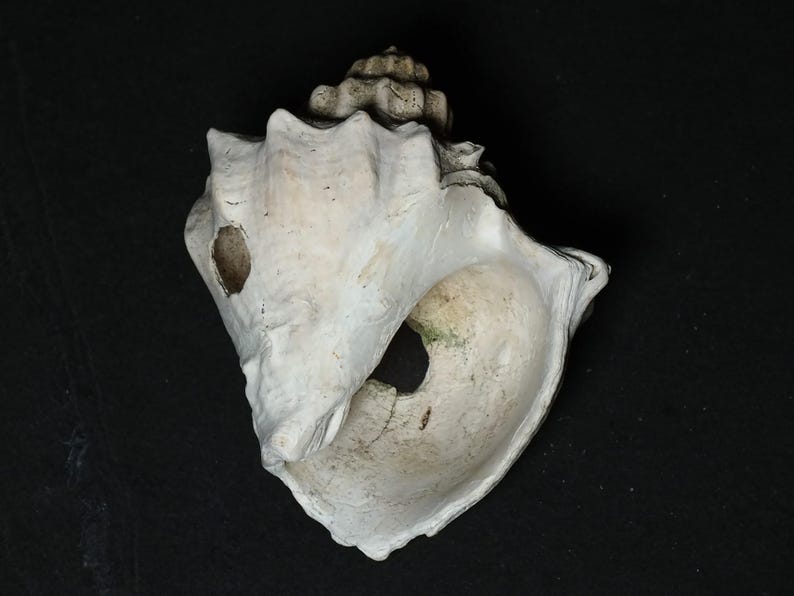 Native American Shell Hammer Tool Found in Levy County Florida ...