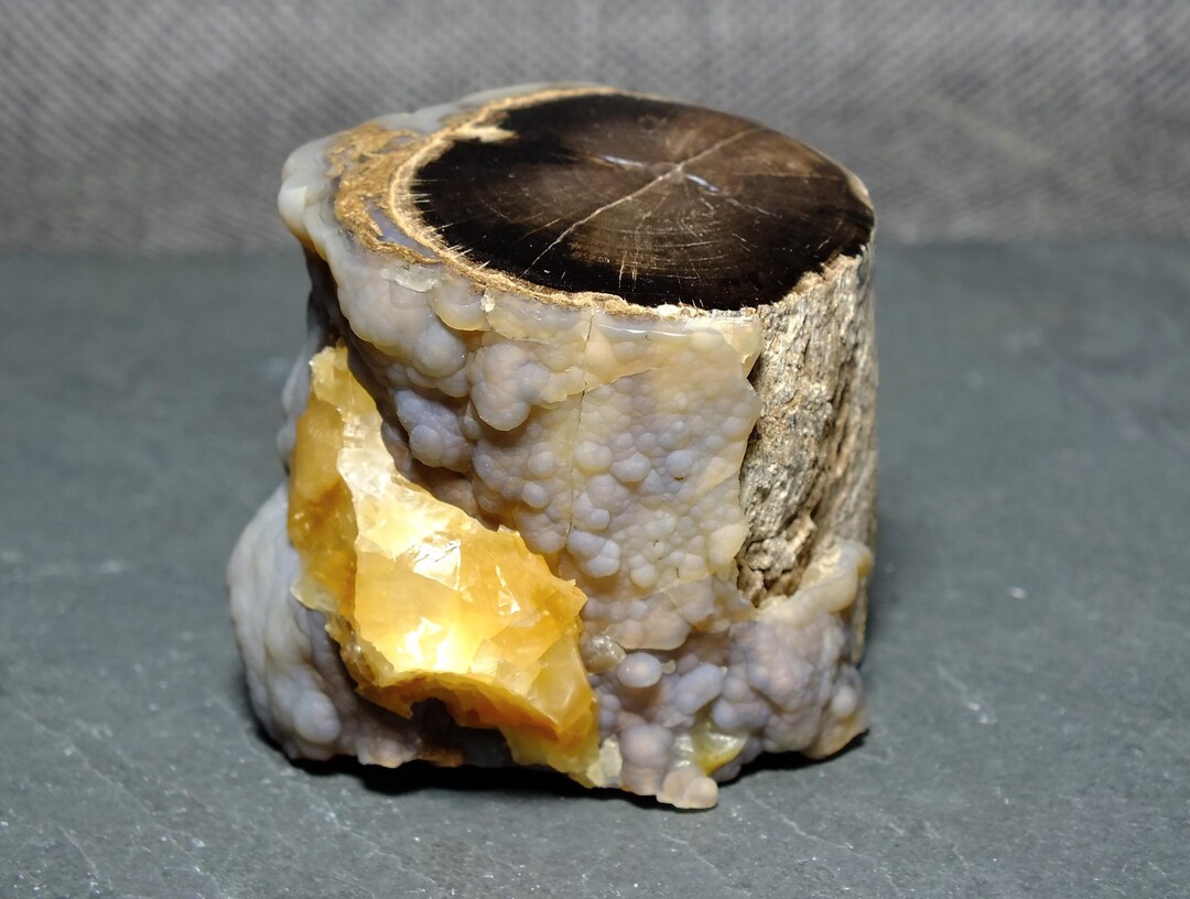 Agatized Petrified Wood With Calcite 50 Million Year Old Blue Forest ...