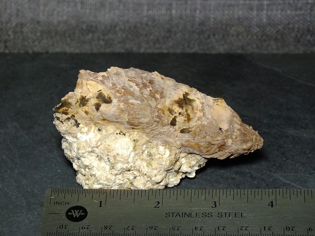 Fossil Spruce Conifer Cone With Volcanic Ash Matrix - Virgin Valley ...