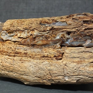 2lbs 15oz Agatized Petrified Wood With Bug Holes, Polished Face and ...