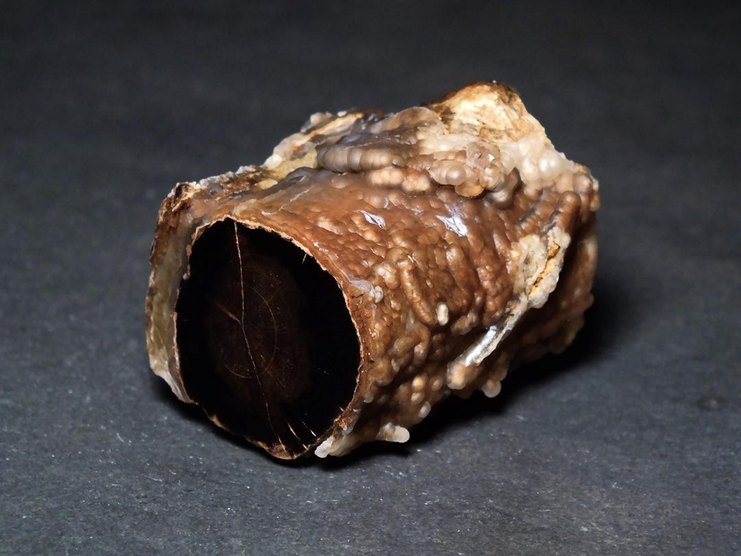 Botryoidal Blue Forest Agatized Petrified Wood Specimen, Unique Ancient ...