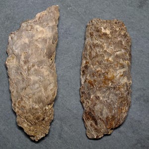 Rare 14 Million Year Old Fossilized Spruce Conifer Cones, Virgin Valley ...