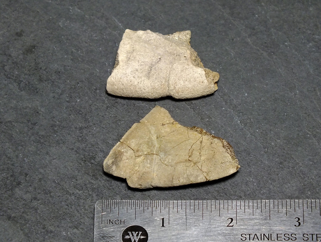 Authentic 50 Million Year Old Fossil Turtle Shell Pieces Found in ...
