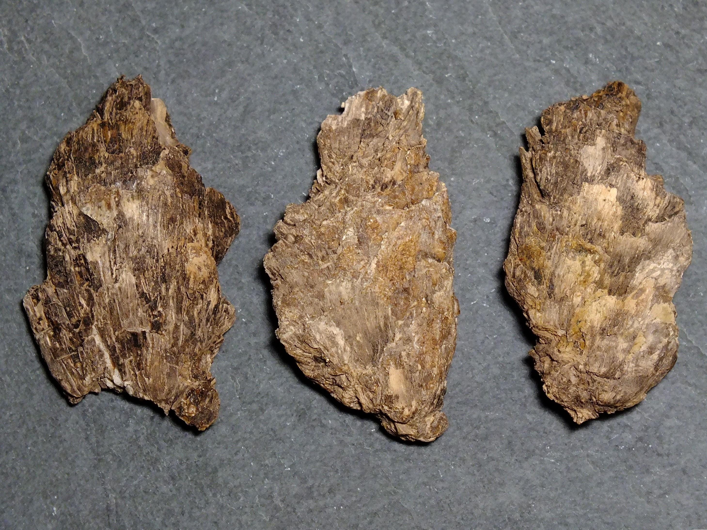 Ancient Spruce Conifer Cones Set of 3 Virgin Valley Nevada Fossils ...