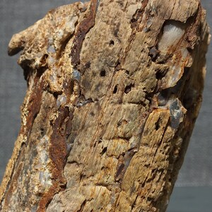 2lbs 15oz Agatized Petrified Wood With Bug Holes, Polished Face and ...