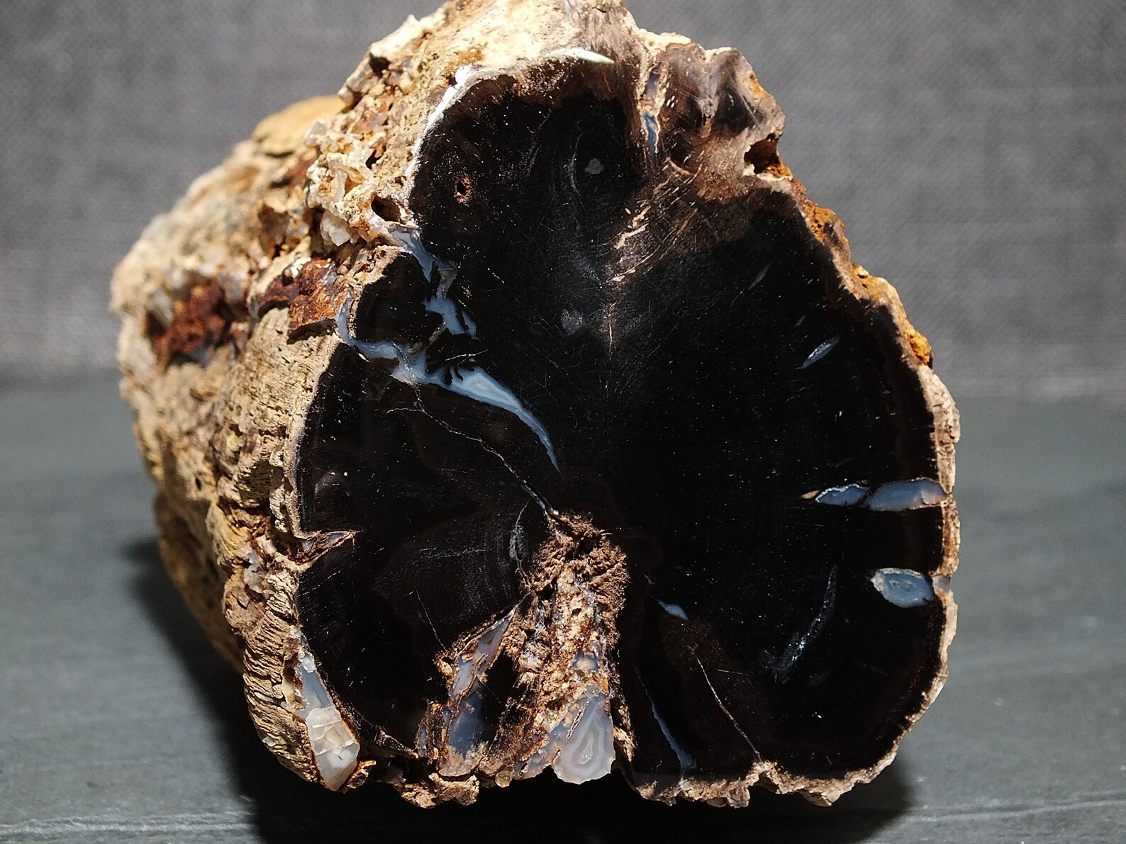2lbs 15oz Agatized Petrified Wood With Bug Holes, Polished Face and ...